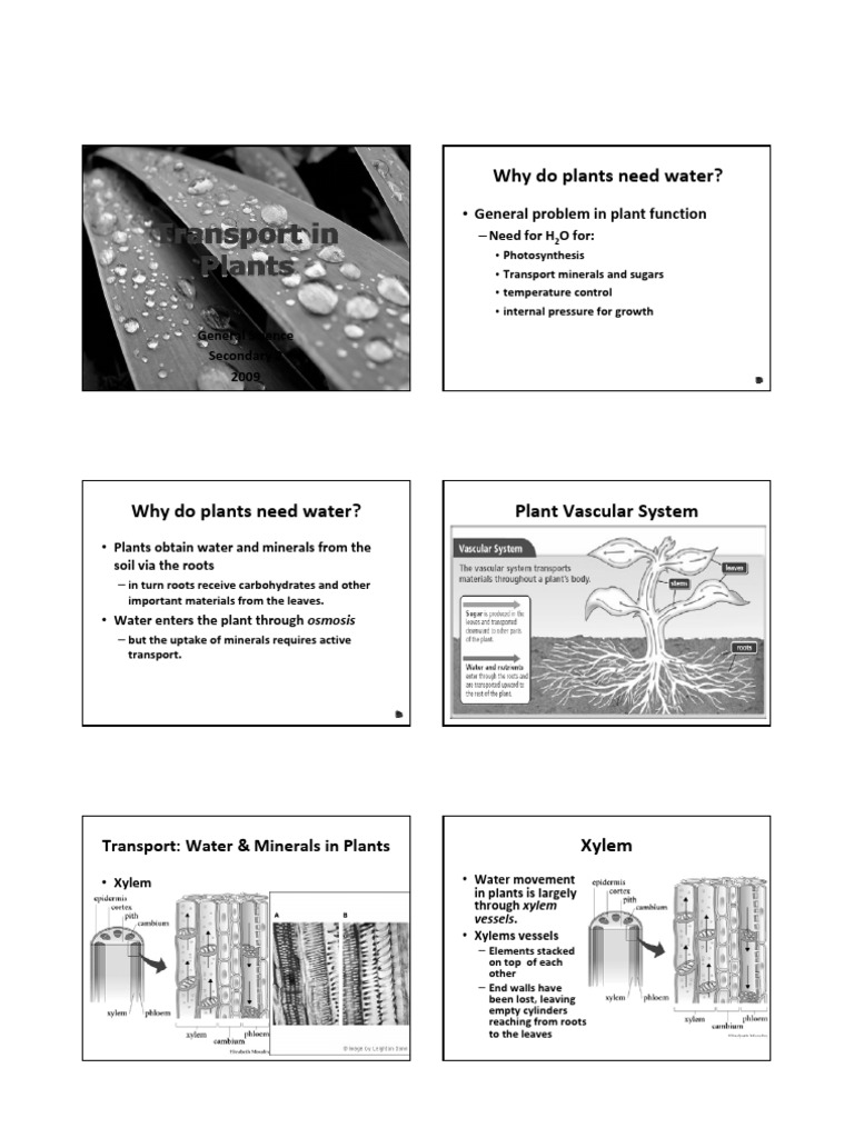 Why plants need water for photosynthesis and growth | PDF | Root | Plants
