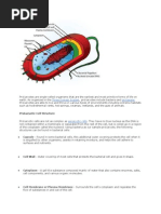 Bacteria Cell Diagram Labeled - Google Search | PDF
