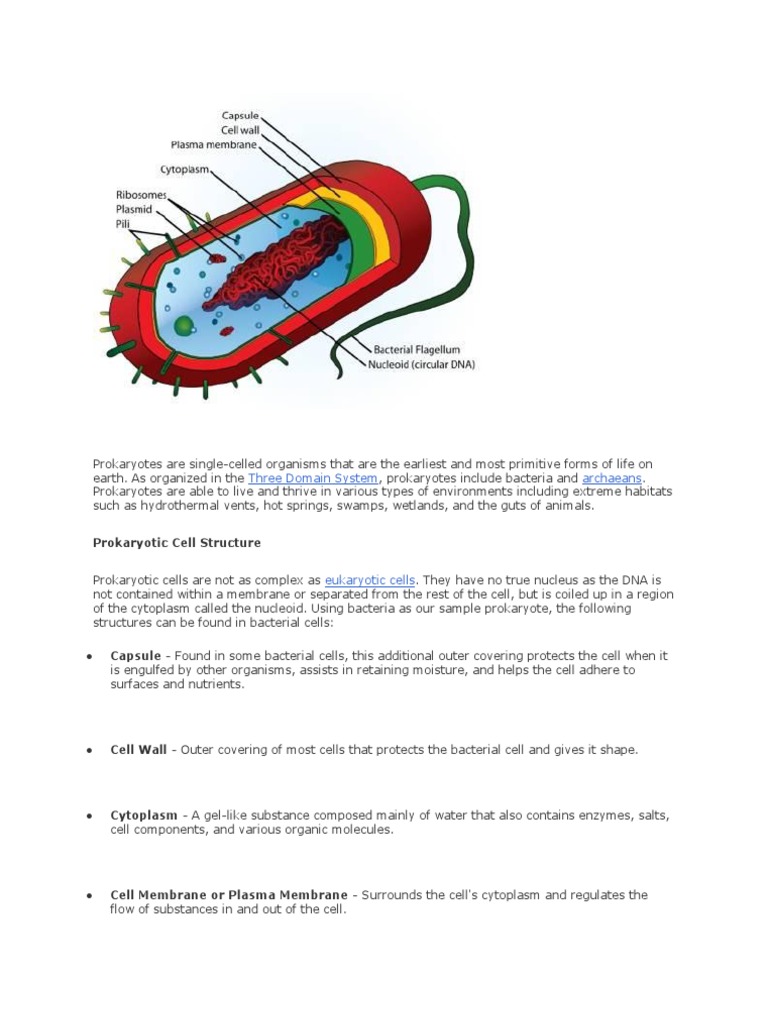 Prokaryotic Cell Structure Explained | PDF