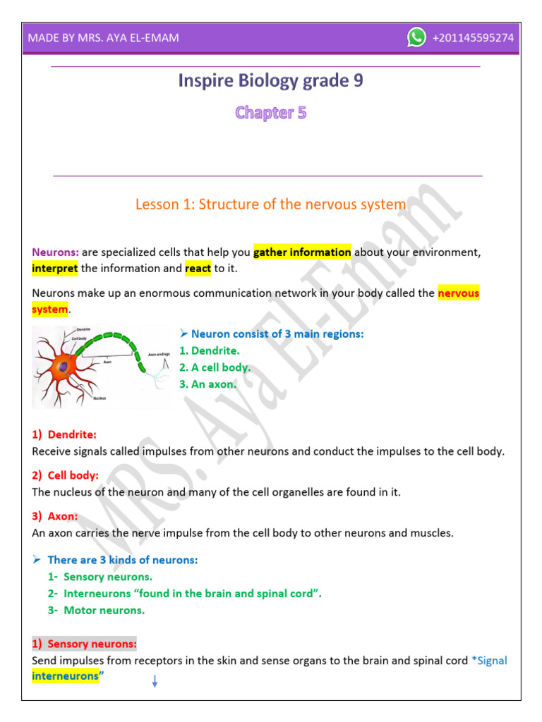Grade 9 Nervous System | PDF