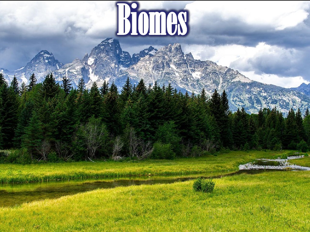 biomes | Forests | Biogeography