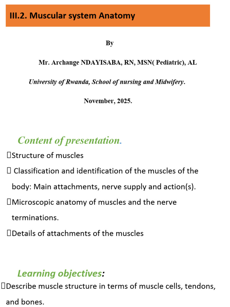 Muscular Anatomy | PDF | Abdomen | Muscle Contraction