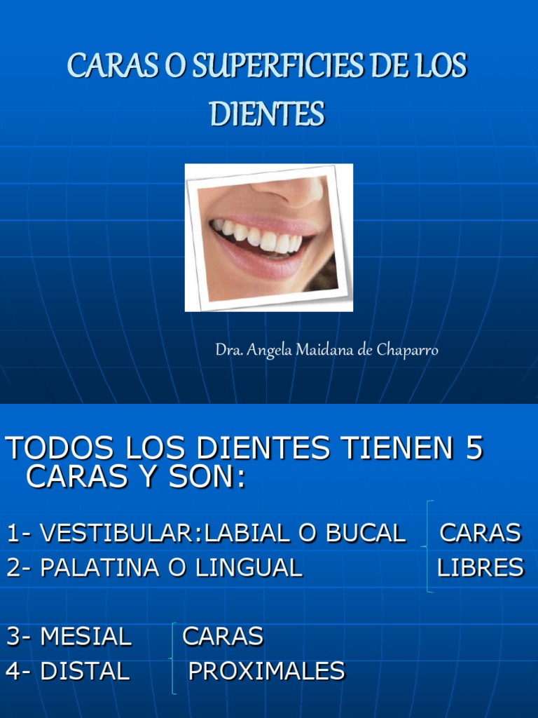 Caras y superficies de los dientes | PDF | Ramas de Odontología | Diente