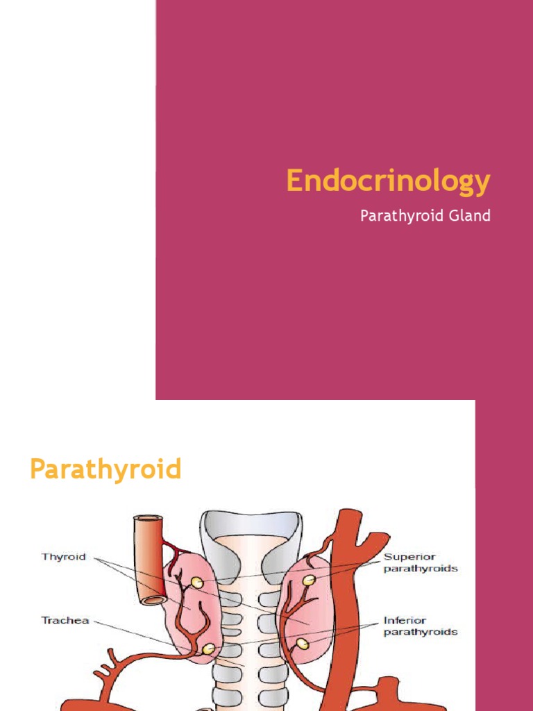 Endocrinology | Parathyroid Gland | Organ (Anatomy)