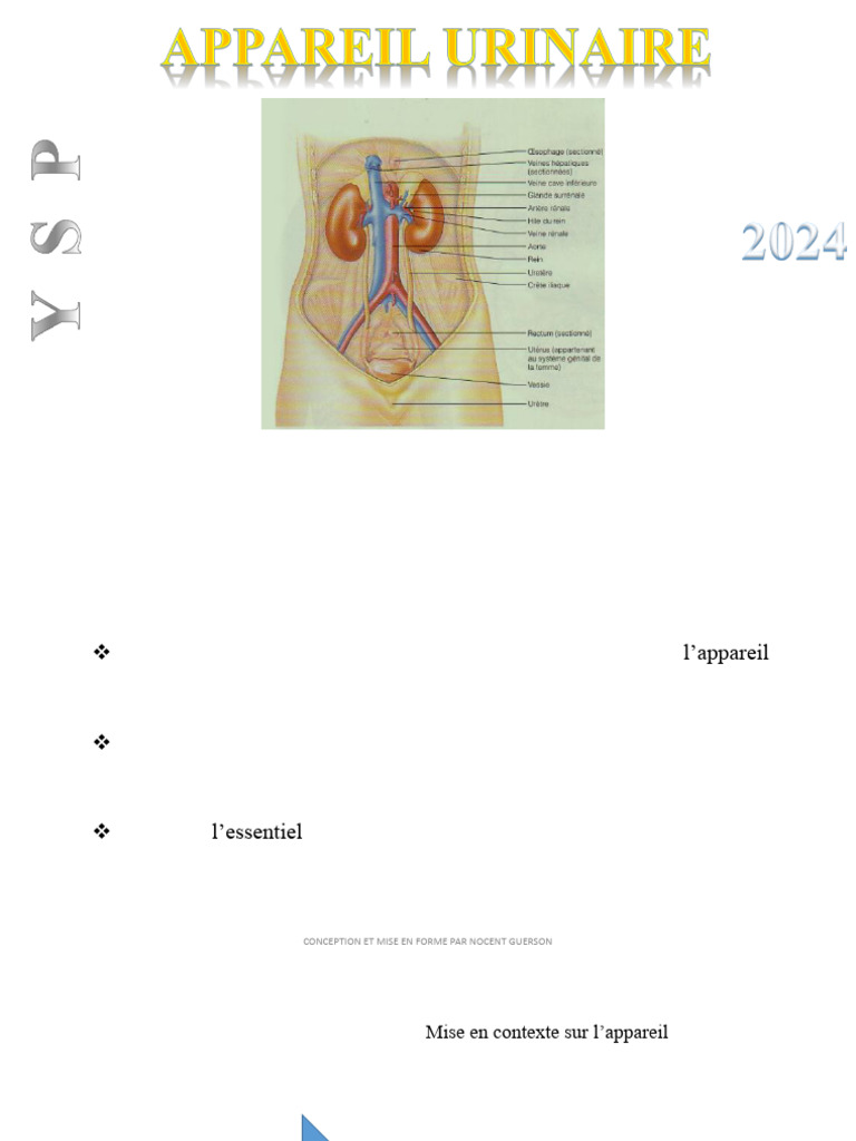 appareil urinaire | PDF | Rein | Urologie