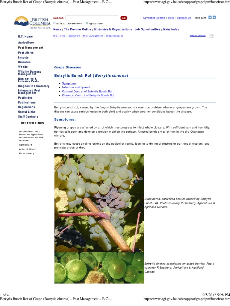 Botrytis Bunch Rot of Grape (Botrytis Cinerea) - Pest Management - B.C ...