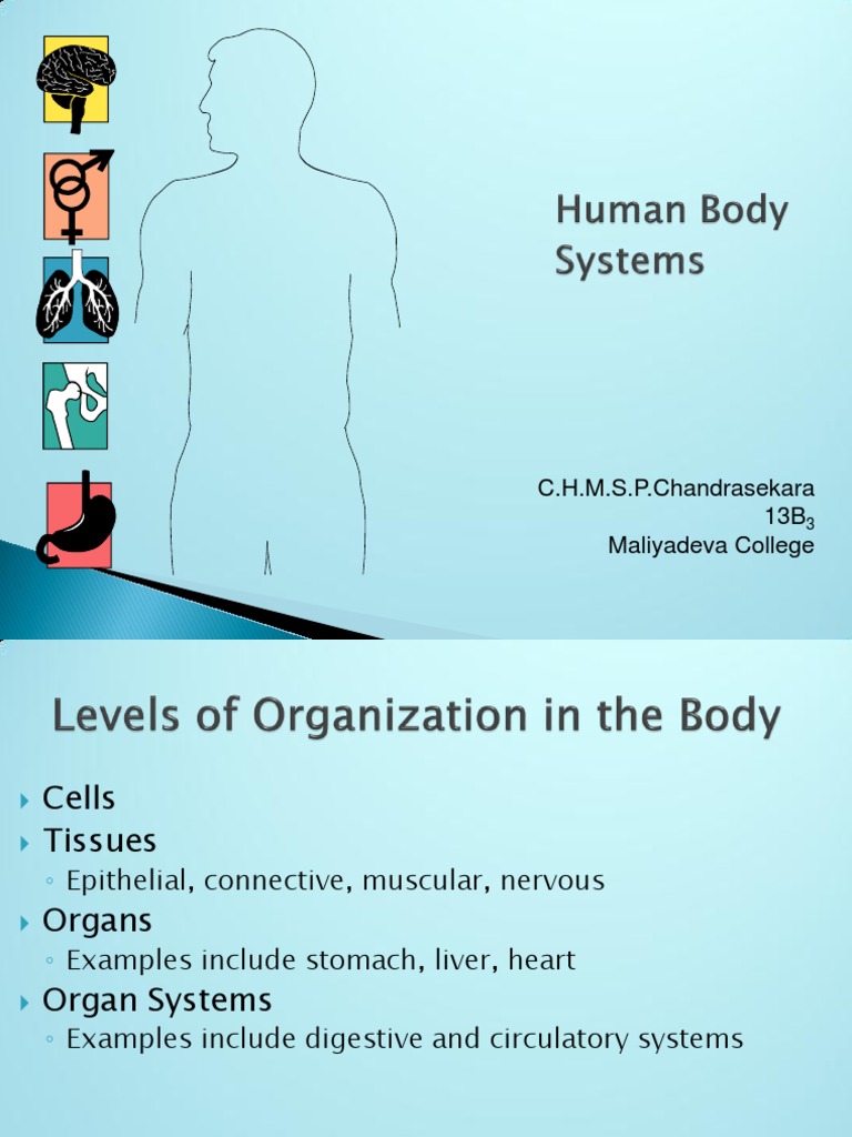 Human Body Systems | PDF | Heart | Muscle