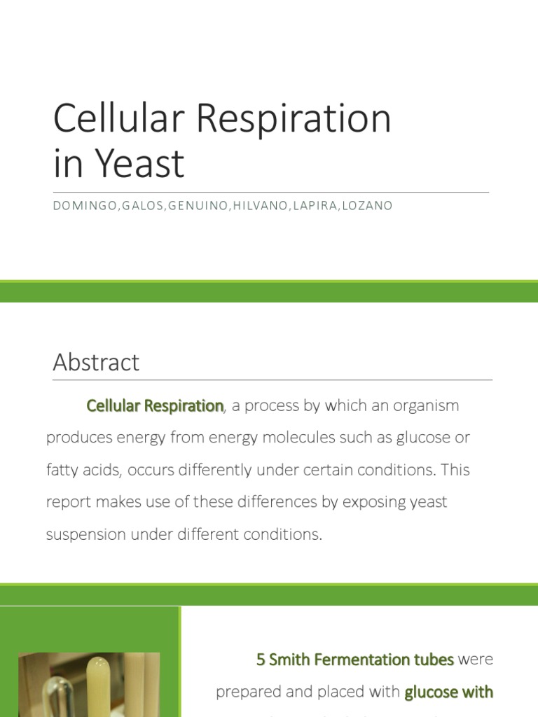 Yeast Cellular Respiration Experiment | PDF | Cellular Respiration ...