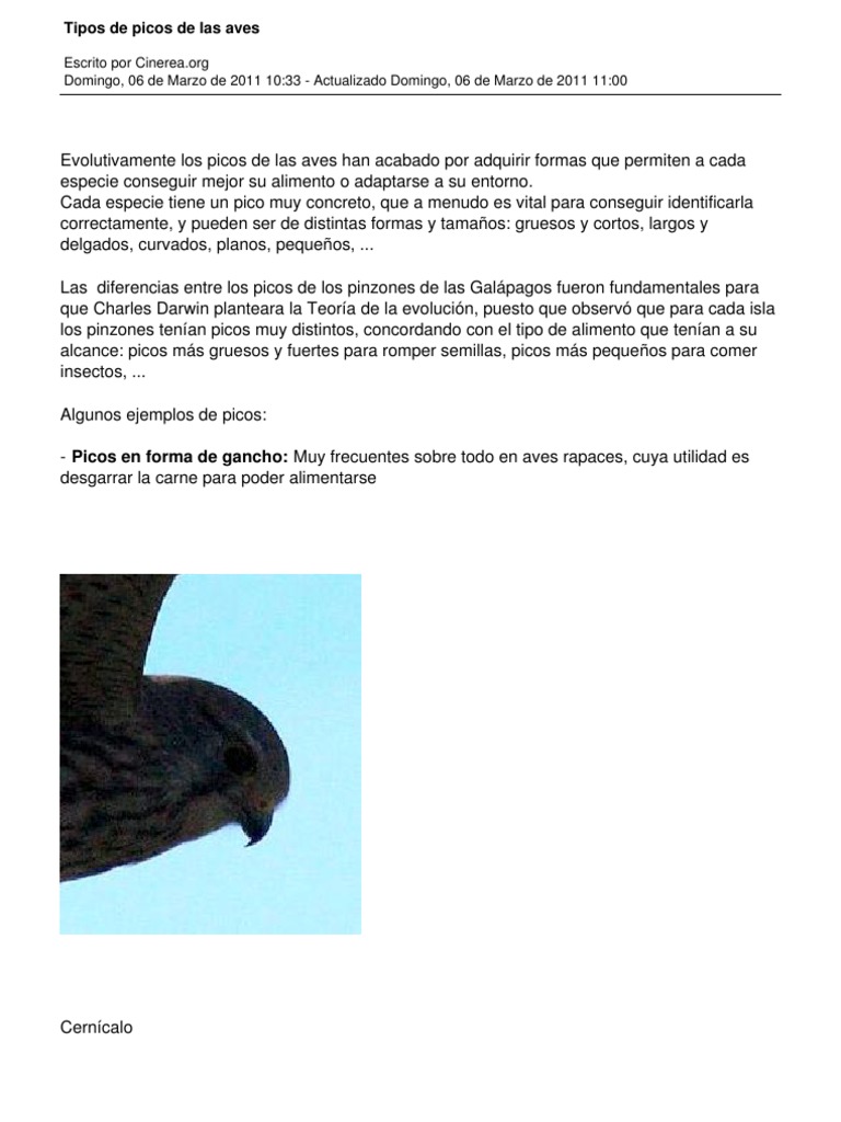 06 Aves - Tipos de Pico | PDF | Aves | Aves de presa