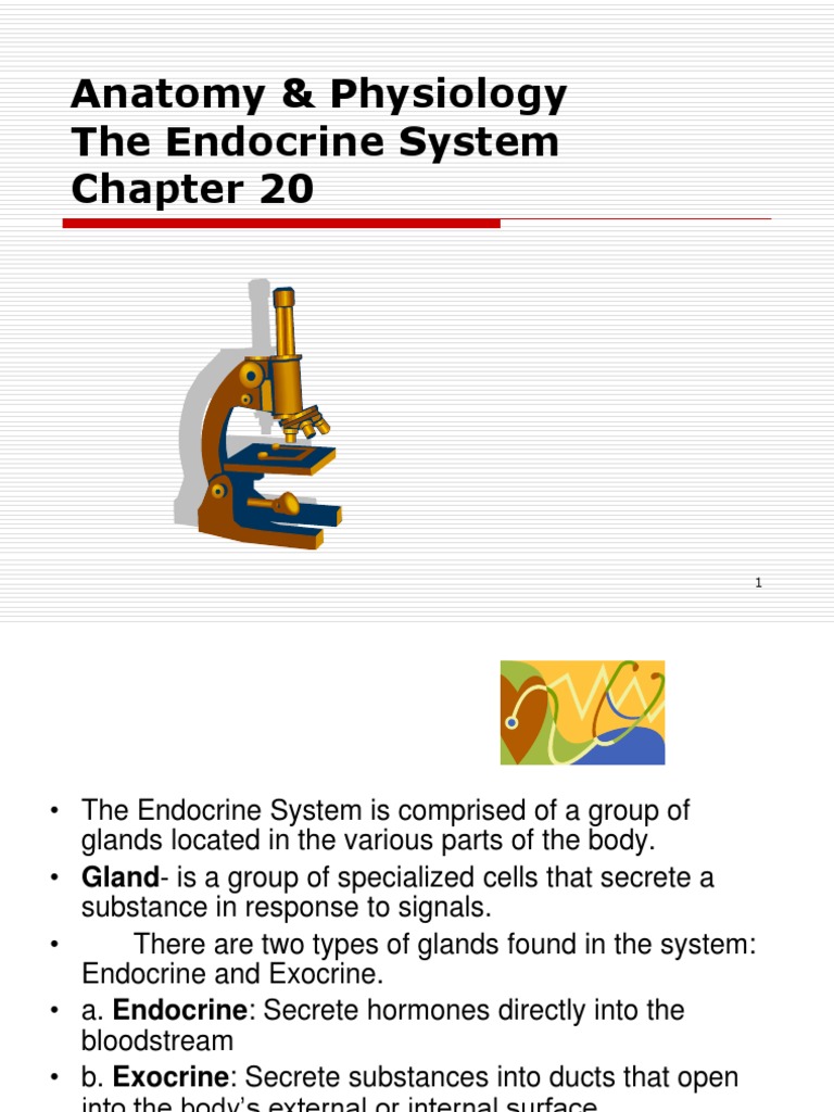 Anatomy and Physiology Chapter 21 The Sensory System | PDF | Endocrine ...