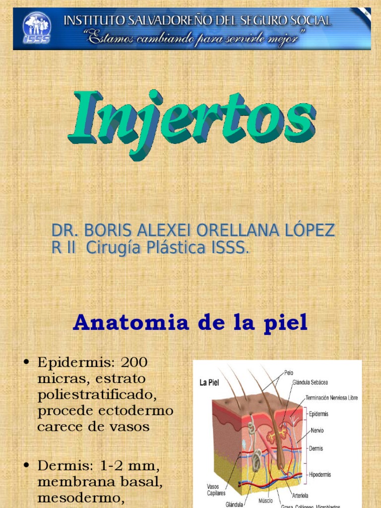 Guía de Injertos y Anatomía de la Piel | PDF | Piel | Epidermis
