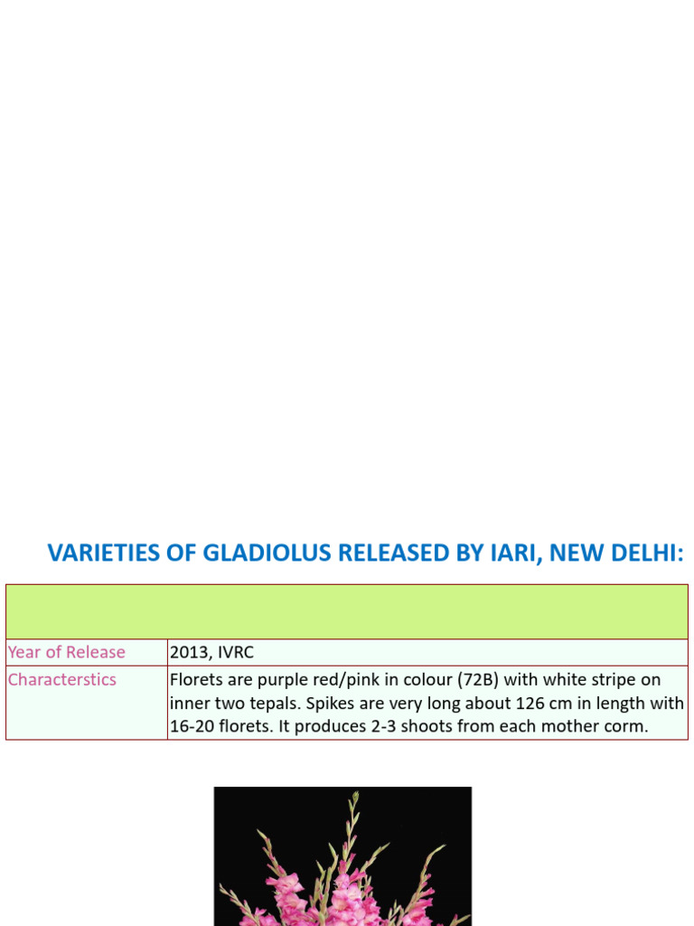 Varieties of Gladiolus Developed in India | PDF | Flowers | Petal