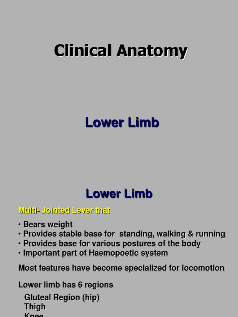 Lower Limb - Clinical Anatomy | PDF | Human Leg | Knee