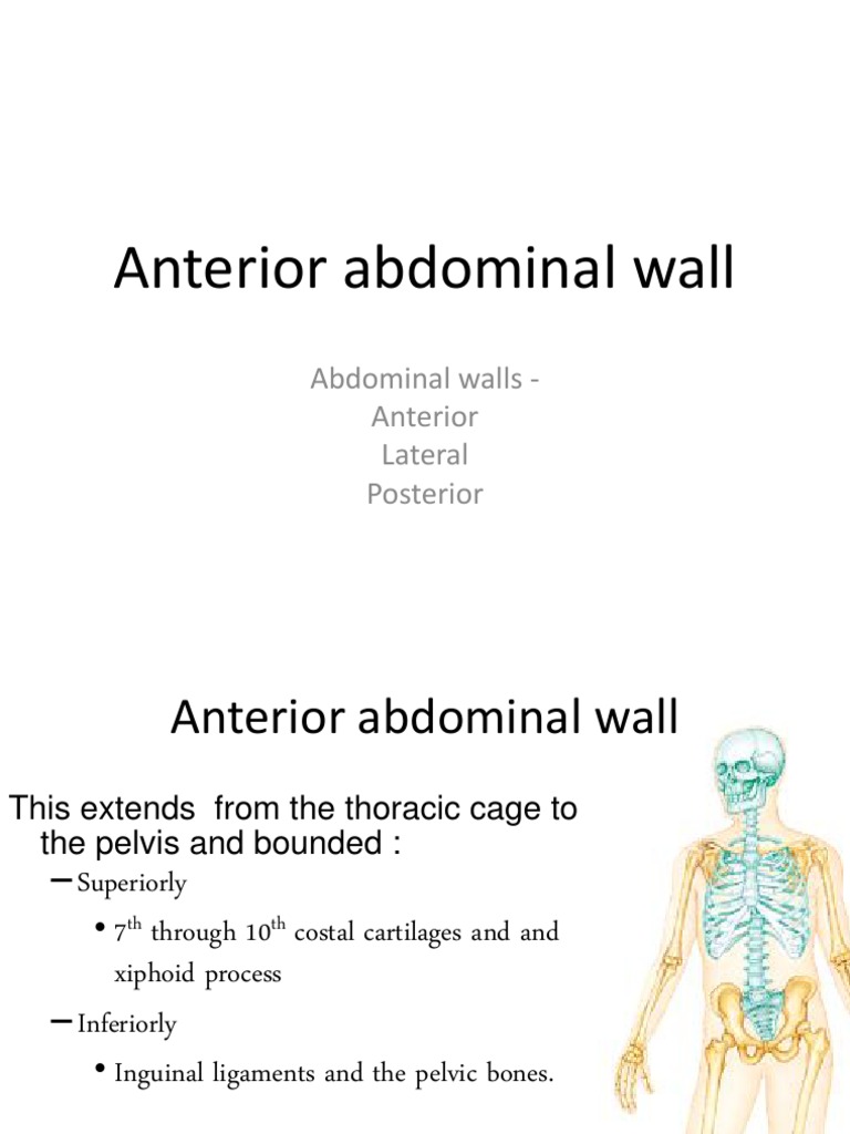 Anterior Abdominal Wall | PDF | Abdomen | Anatomy