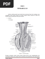 Anatomi Gaster | PDF