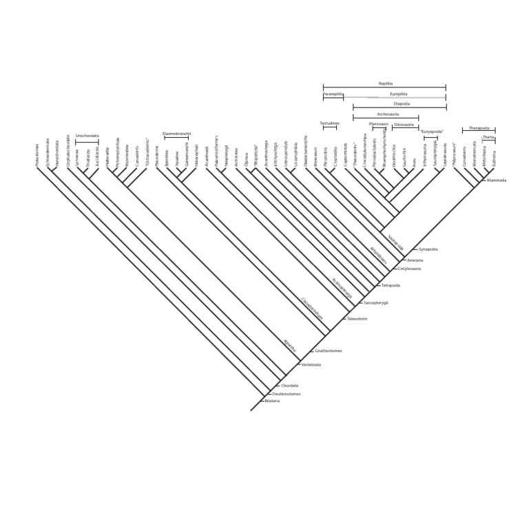 Vertebrate Cladogram | PDF | Living Fossils | Paleozoic First Appearances