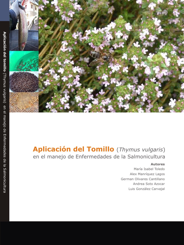 Manual Tomillo | PDF | Destilación | Fertilizante