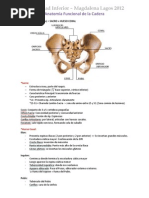 Tróclea - Qué Es, Significado, Ubicación, Función y Lesiones | PDF ...