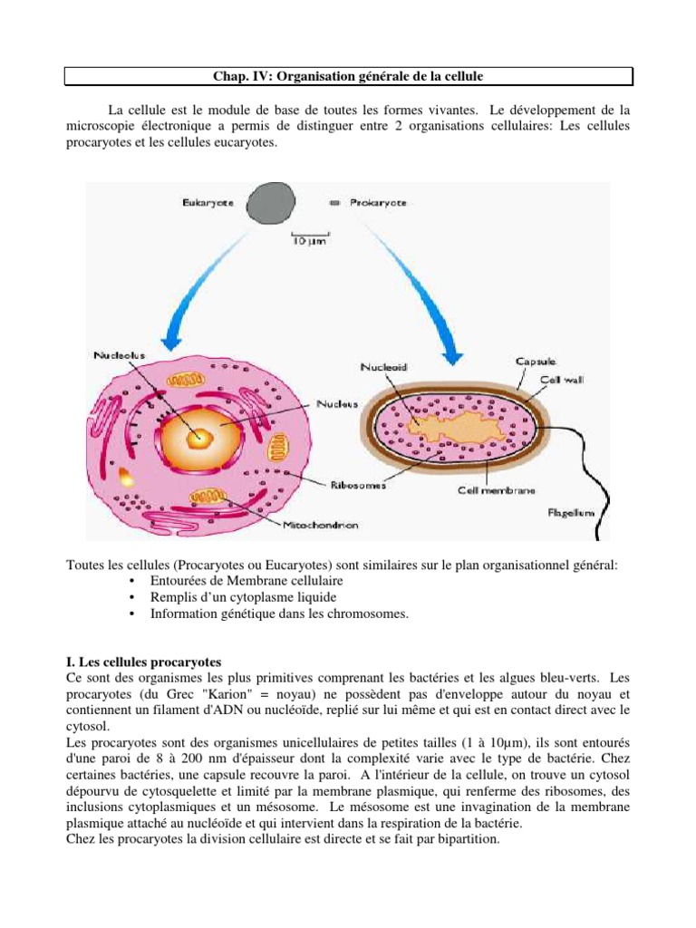 Introduction À La Biologie Cellulaire 4 | PDF | Cellule (Biologie) | Virus
