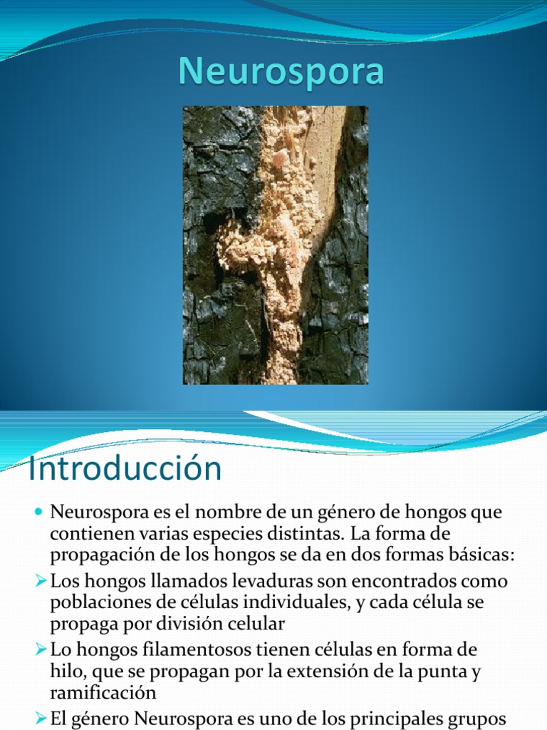 Neurospora: Hongo Modelo en Biología | PDF | Ciencia y matemáticas
