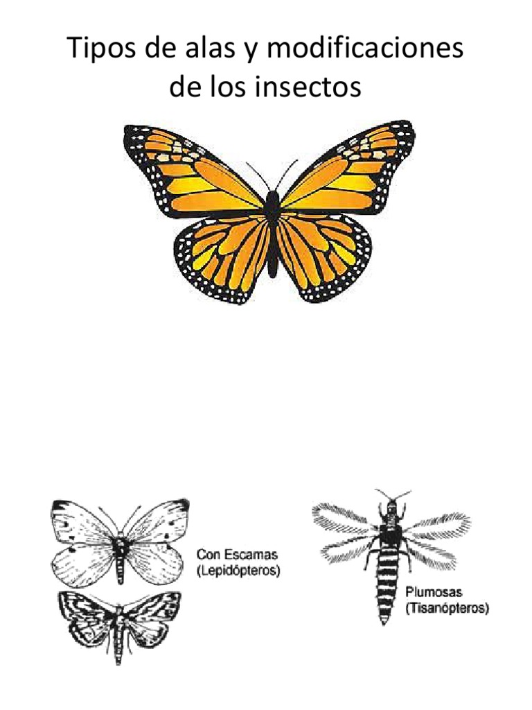 Las Alas de Los Insectos | PDF | Ciencia y matemáticas