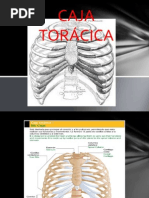Tipos de Torax | PDF | Tórax | Sistema esquelético