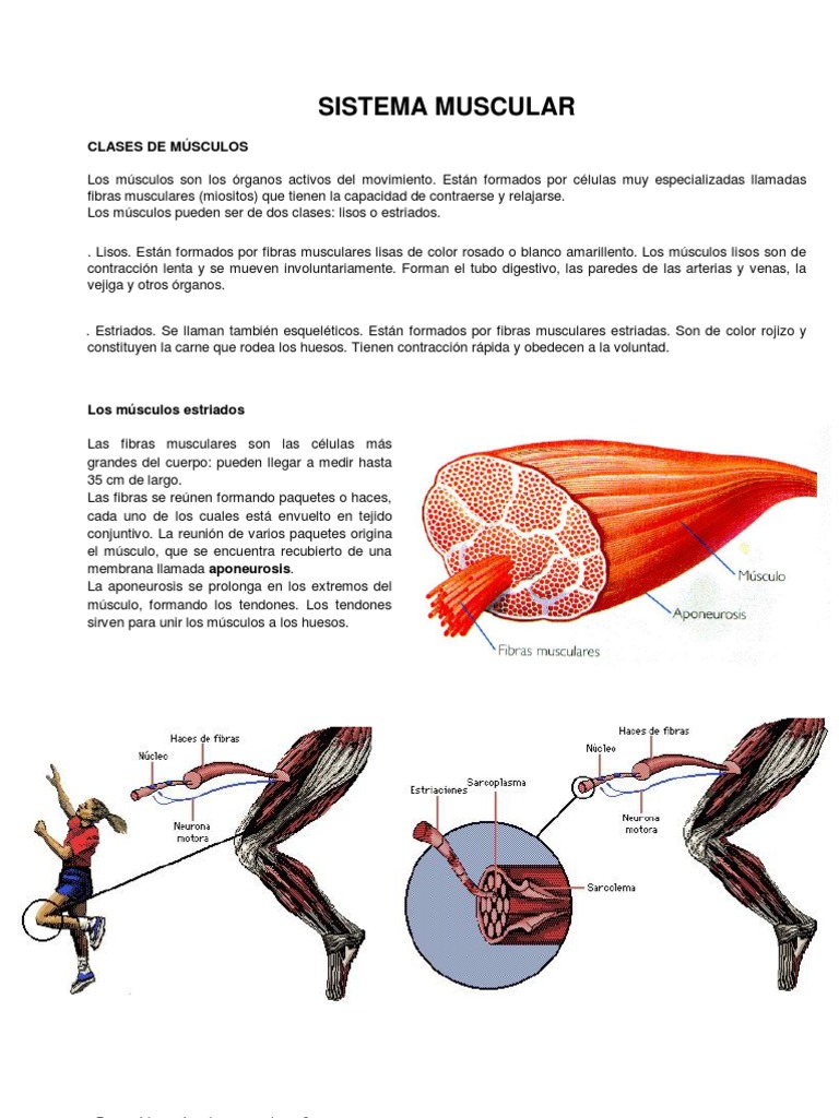 Contenido de Sistema Muscular | Músculo | Anatomía de los primates ...