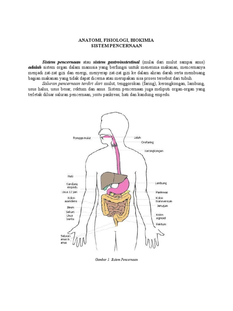 Anatomi Fisiologi Sistem Pencernaan Baru | PDF