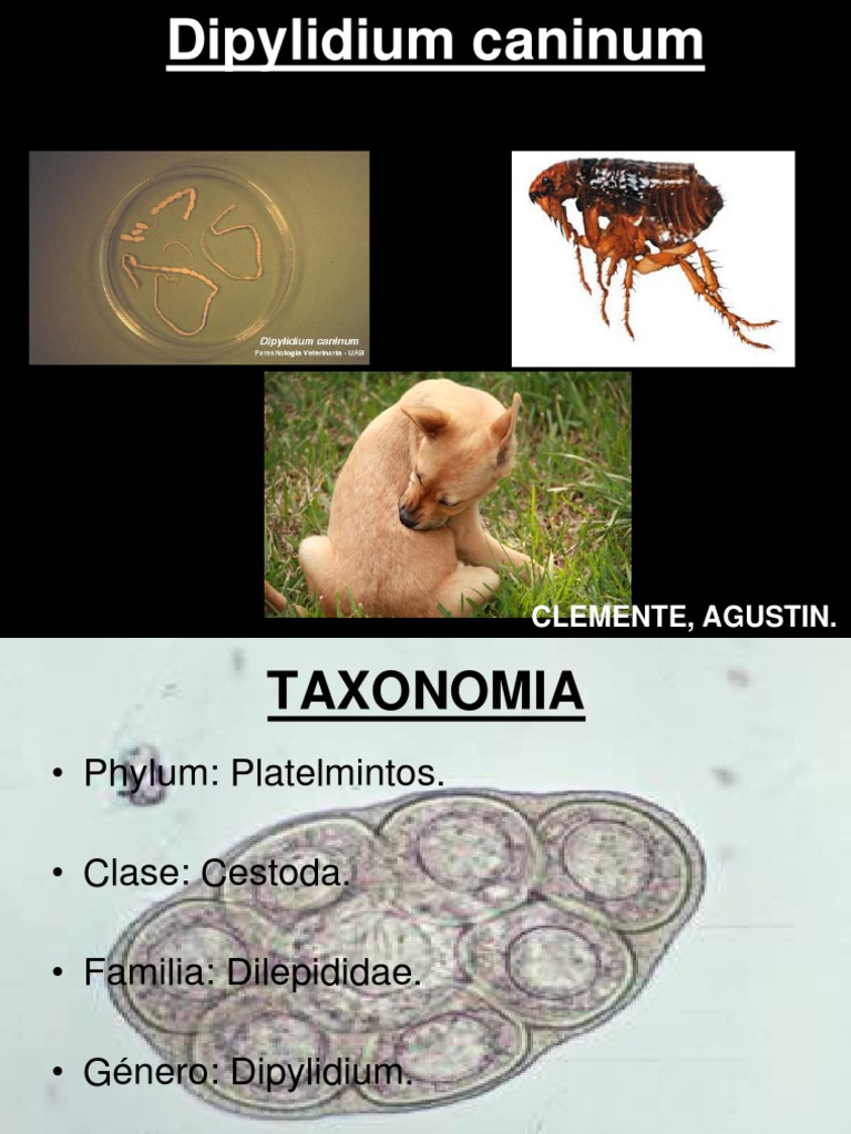Dipylidium caninum