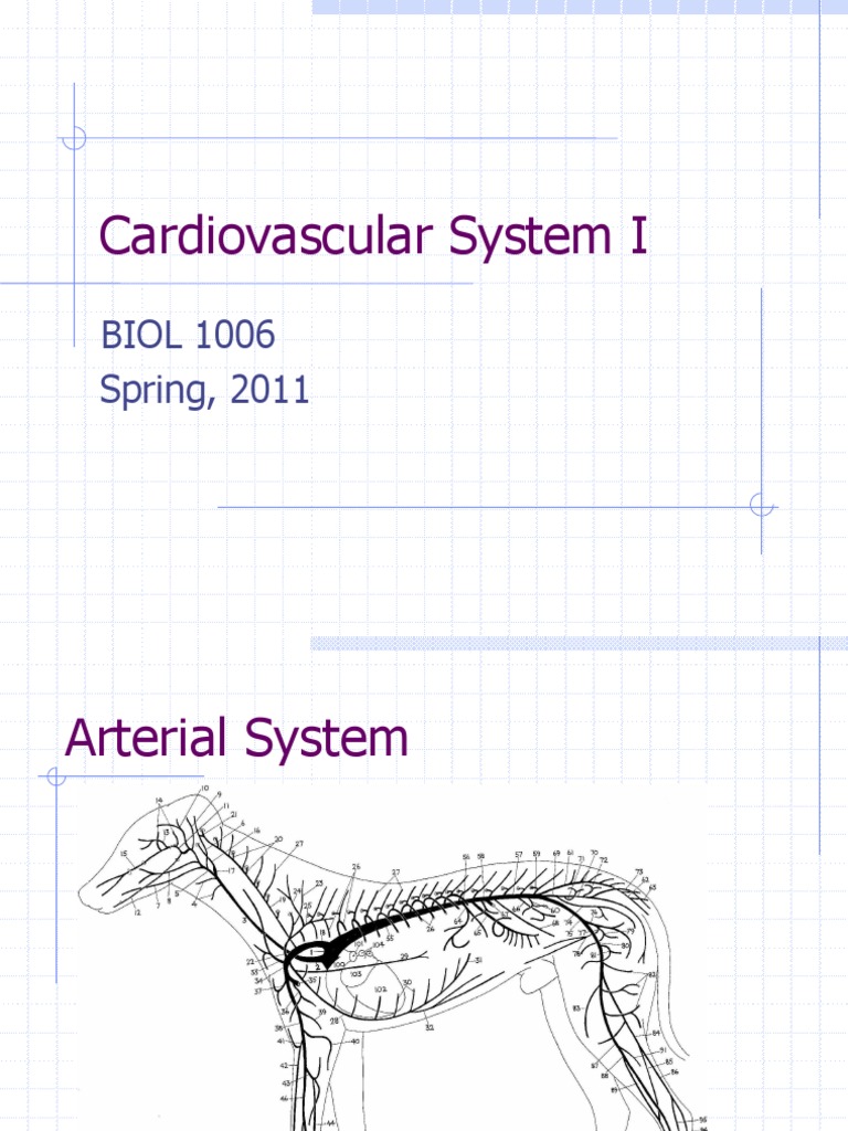 Cardiovascular System I .11SP | PDF | Heart Valve | Heart