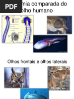 Acinetopsia | PDF | Enxaqueca | Percepção visual