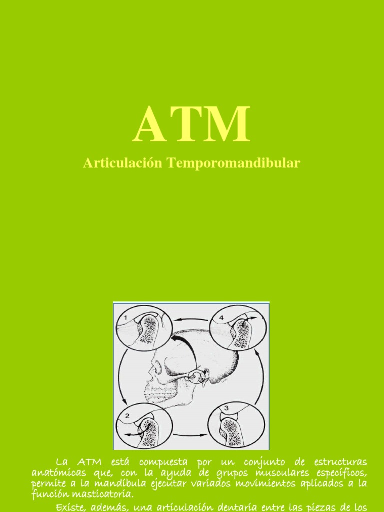 Anatomía y Función de la ATM | PDF | Cabeza y cuello humanos | Sistema ...