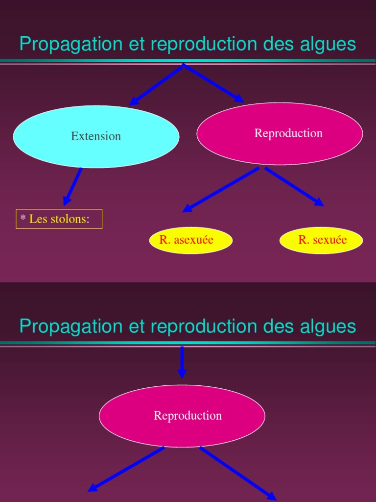 3-Cours Reproduction Algues (2)