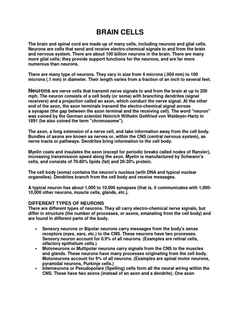 Brain Cells | Download Free PDF | Neuron | Cerebrum