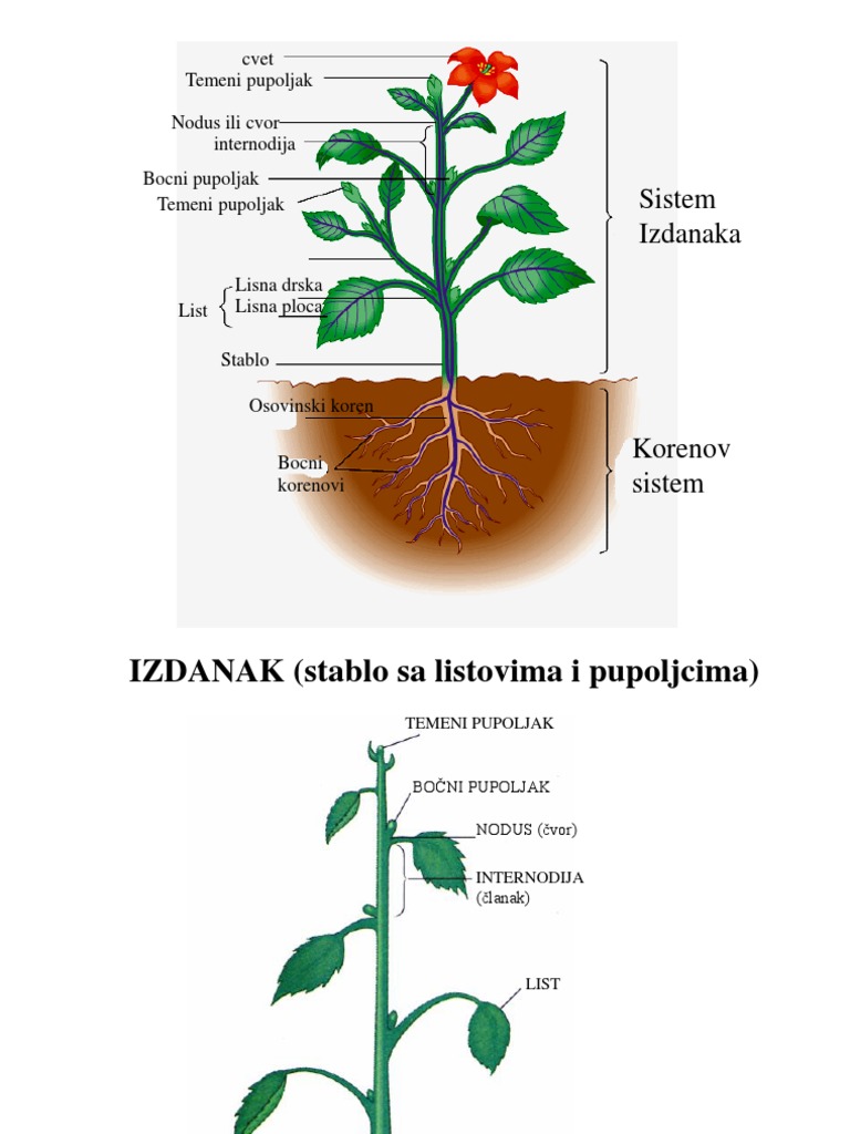 05 Morfologija Izdanka I Anatomija Stabla 2009 | PDF