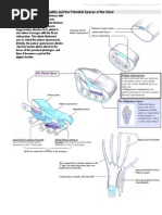 Palmar Hand Anatomy Overview | PDF | Hand | Musculoskeletal System