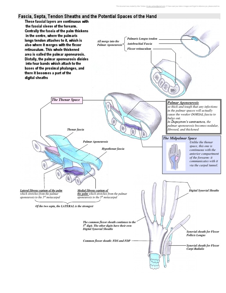 Fascia, Septa, Tendon Sheaths and the Potential Spaces of the Hand