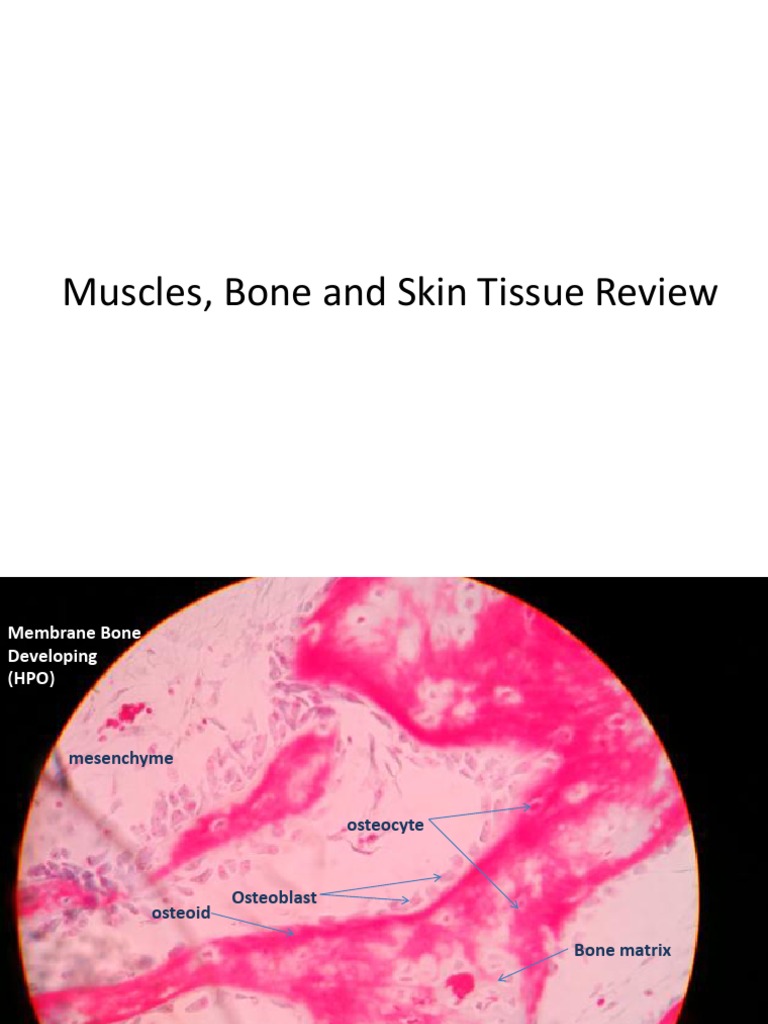 Muscles, Bone, Skin Tissue Review | PDF