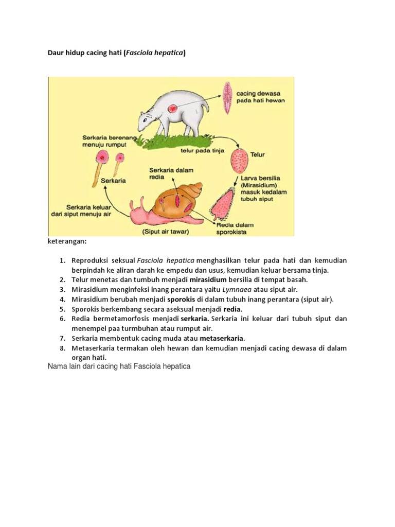 Daur Hidup Cacing Hati | PDF | Sains & Matematika