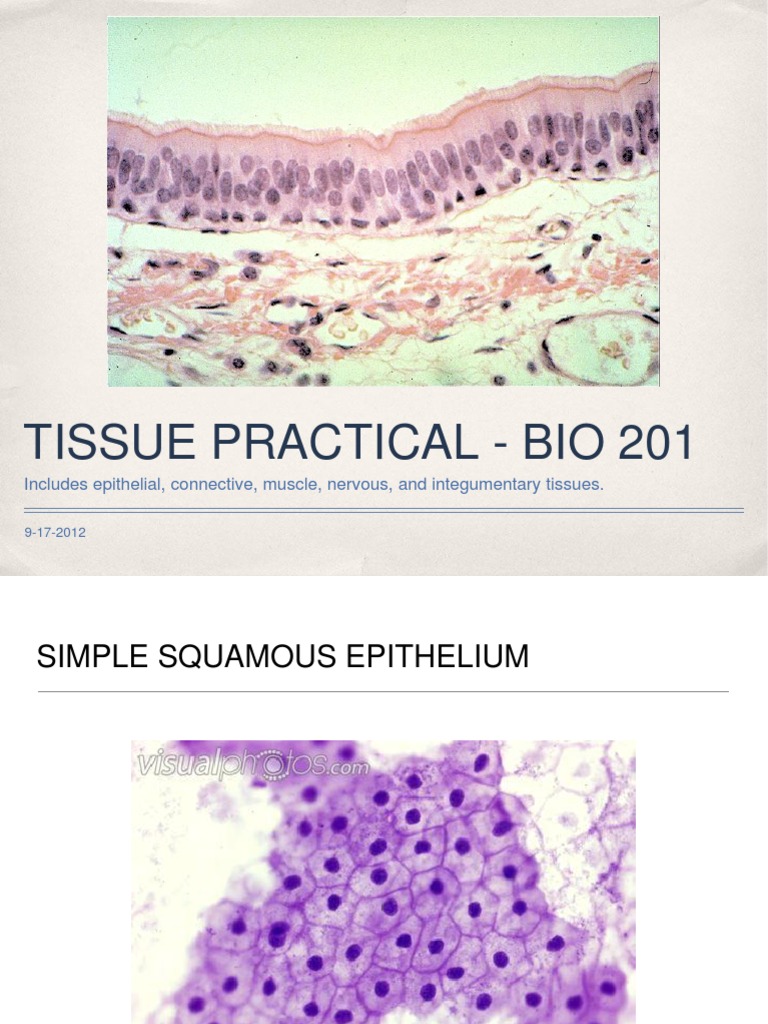 Bio 201 - Tissue Practical (Powerpoint) | PDF | Epithelium | Connective ...