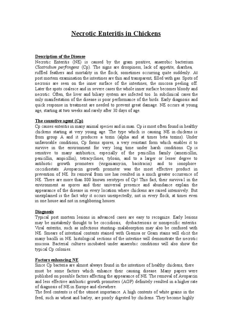 Necrotic Enteritis in Chickens | PDF | Probiotic | Gastrointestinal Tract
