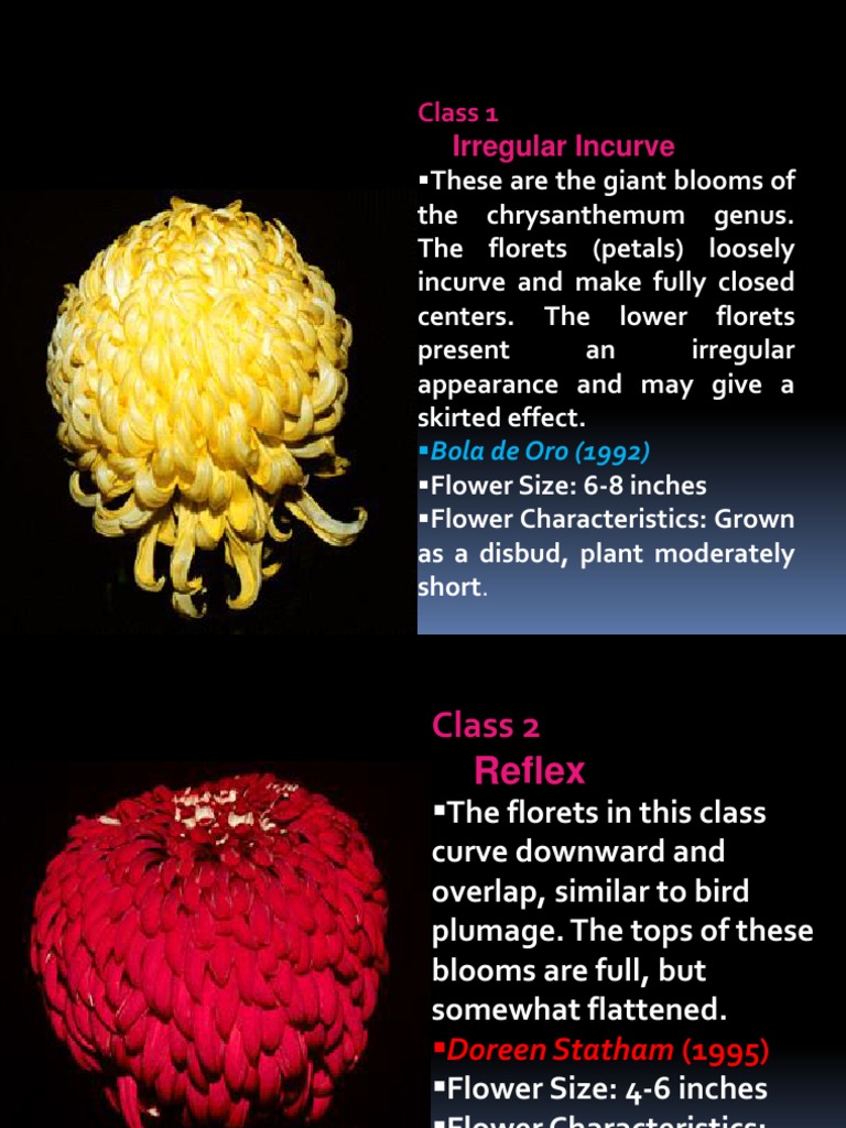 Class 1 Irregular Incurve: These Are The Giant Blooms of | PDF ...