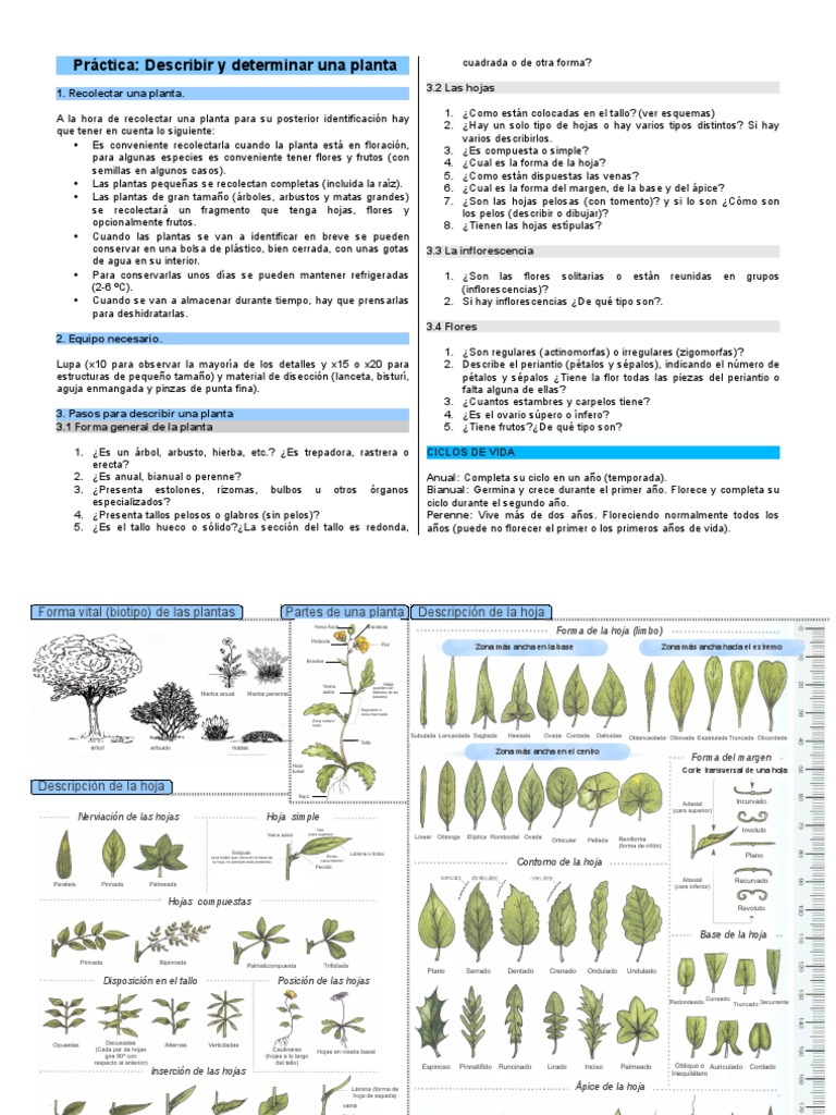 Practica Identificacion Plantas | Leaf | Flowers