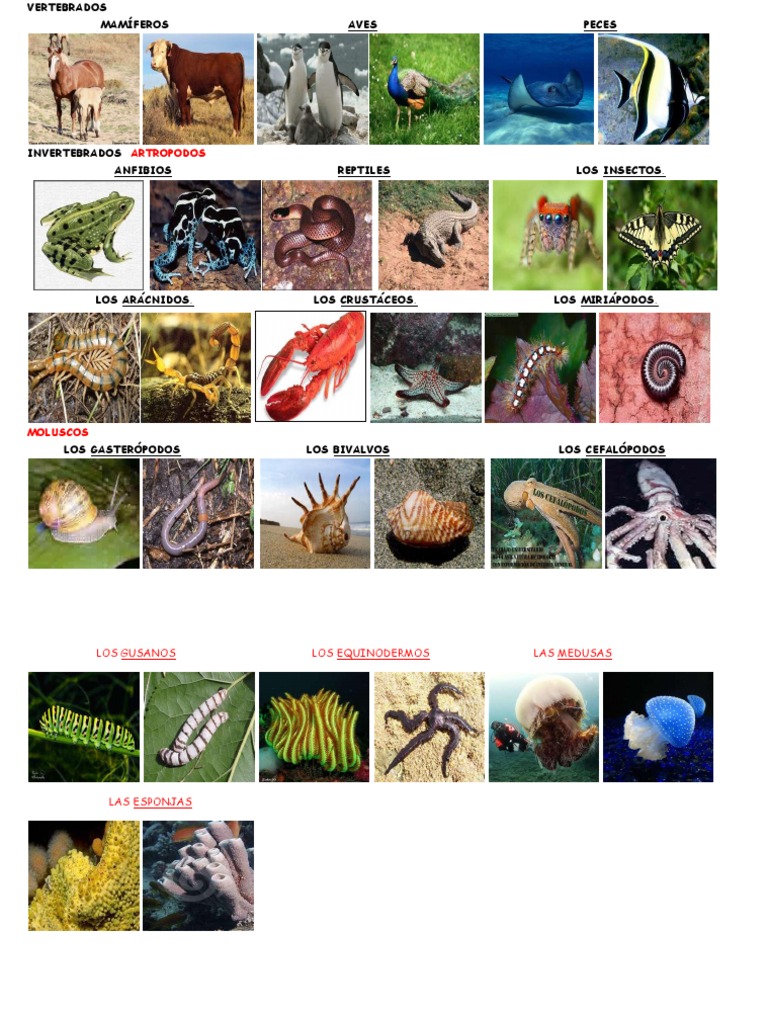 Vertebrados E Invertebrados