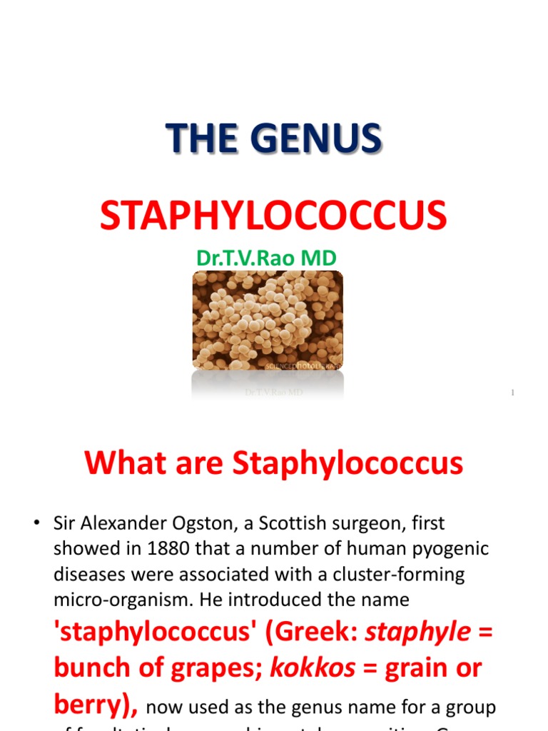 The GENUS Staphylococcus. | PDF | Staphylococcus | Staphylococcus Aureus