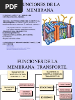 Cápsula de Glisson y su función hepática | PDF | Tejido adiposo | Riñón