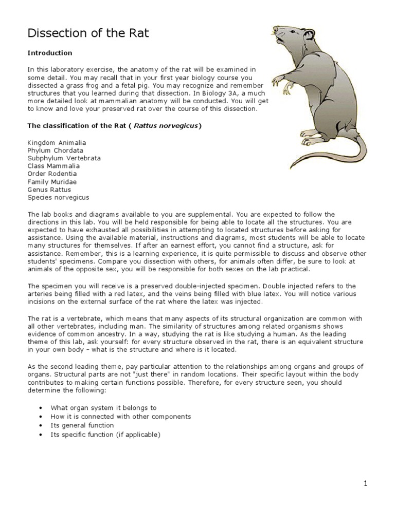 Rat Anatomy Dissection Guide | PDF | Aorta | Heart Valve