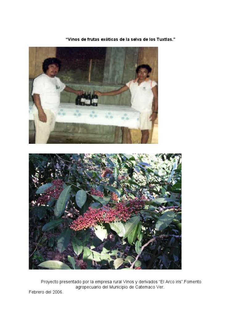 Vinos Exóticos de Chochogo en Catemaco | PDF | Vino | Mercado (economía)