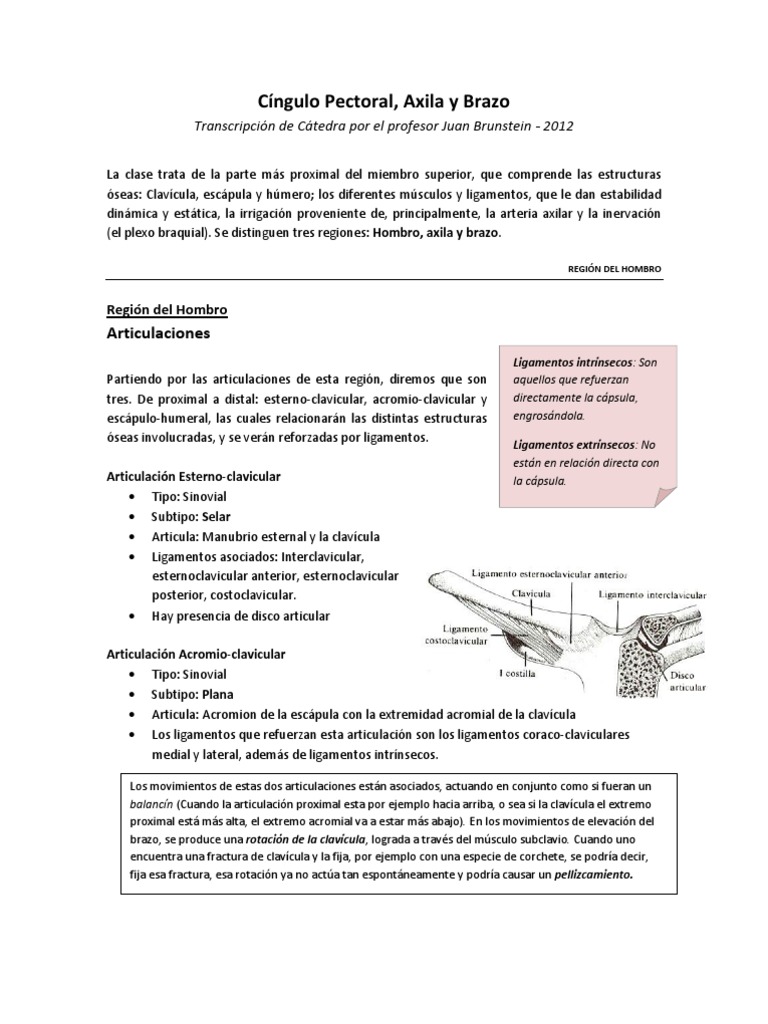 Transcripcion - Cingulo Pectoral, Axila y Brazo - 2012 | PDF | Hombro ...