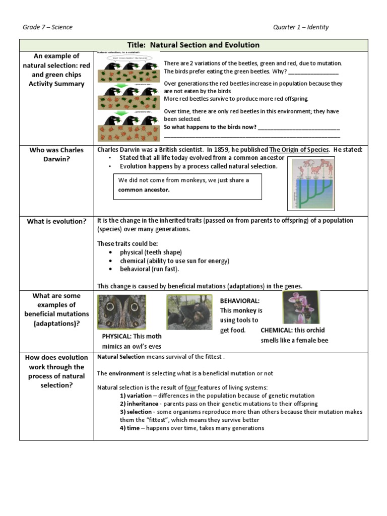 Evolution and Natural Selection C Notes 2012 | PDF | Natural Selection ...